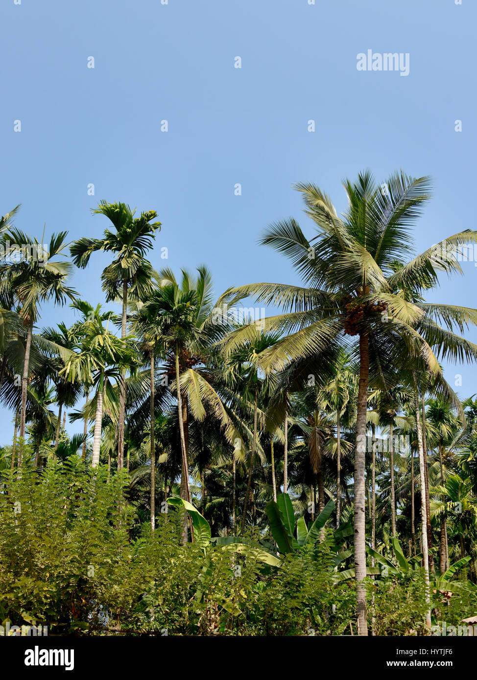 Palm grove hi-res stock photography and images - Alamy