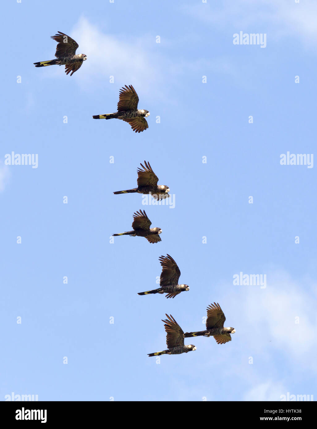 Carnaby's Black-Cockatoo. Calyptorlynchus latirostris, Wattle Grove ...