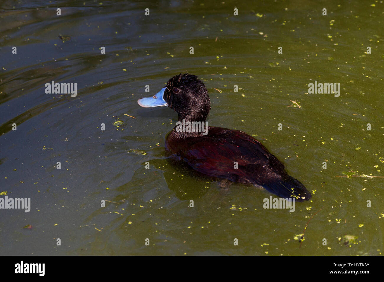 Australian duck species hi-res stock photography and images - Alamy