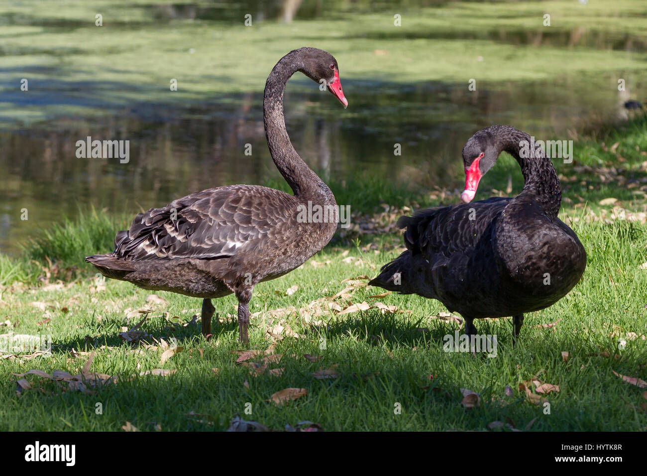 Black Swan. Cygnus atratus, Tomato lake, Perth area Western Australia ...