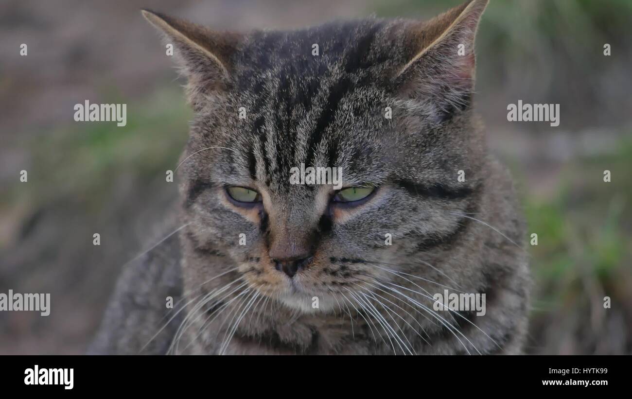 Sad angry cat with funny eyes sits the outdoor Stock Photo - Alamy