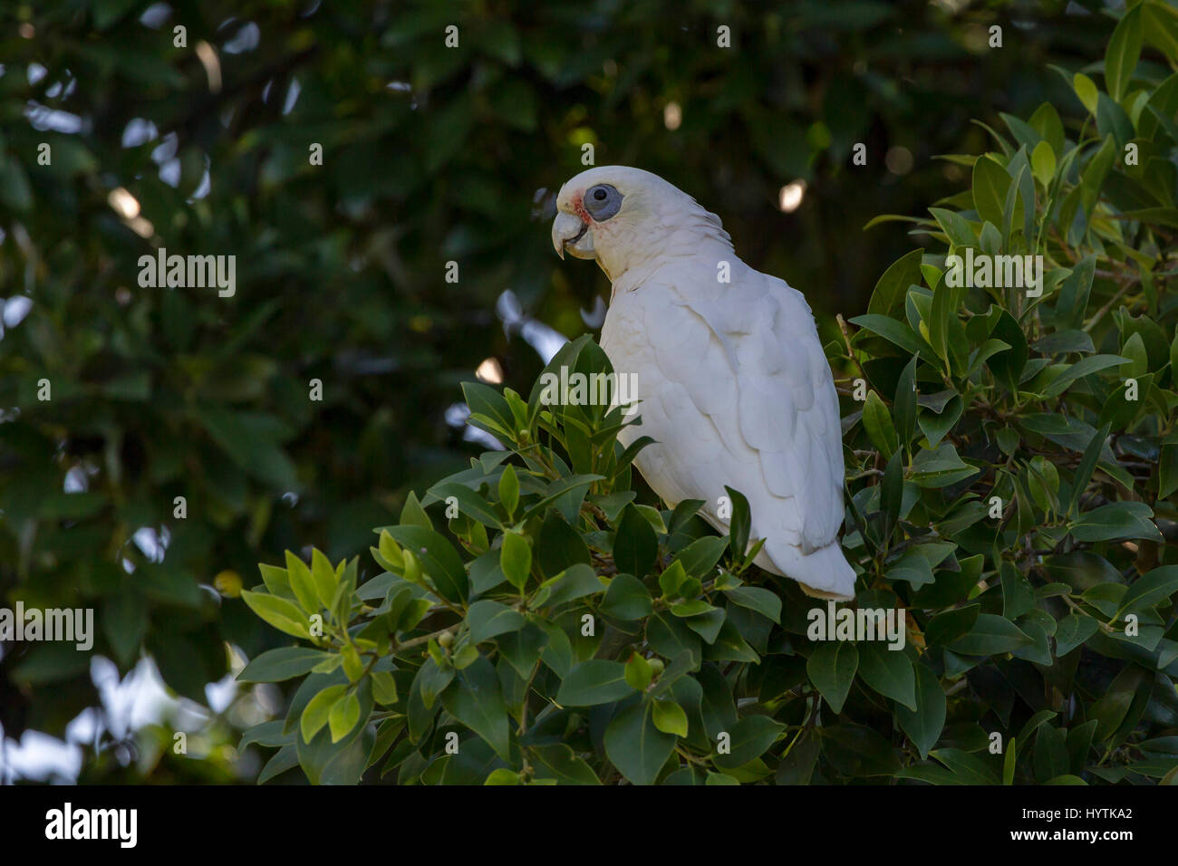 Western Corella. Cacatua pastinator, Tomato lake, Perth area Western ...