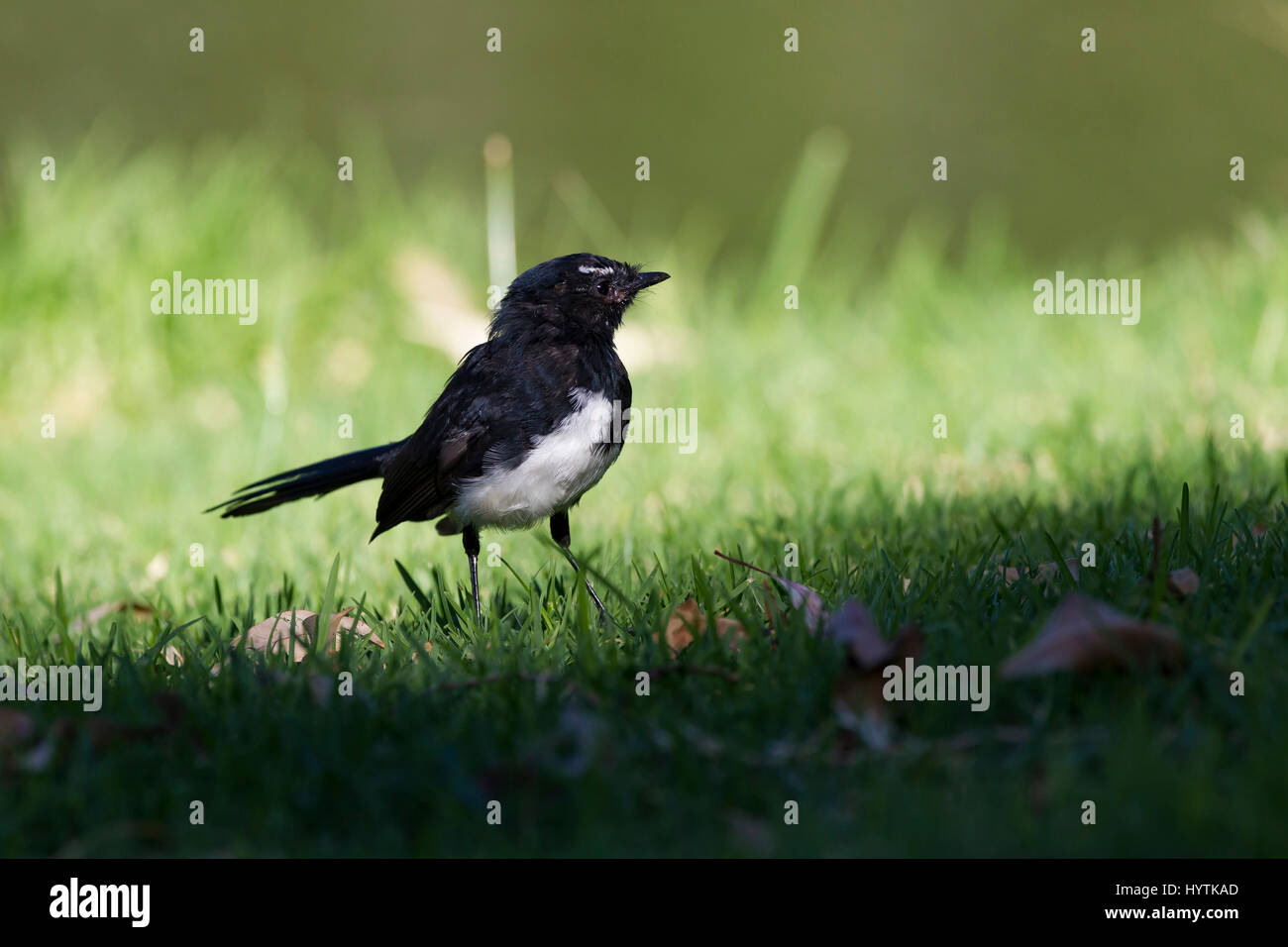 Australian willie wagtail hi-res stock photography and images - Alamy