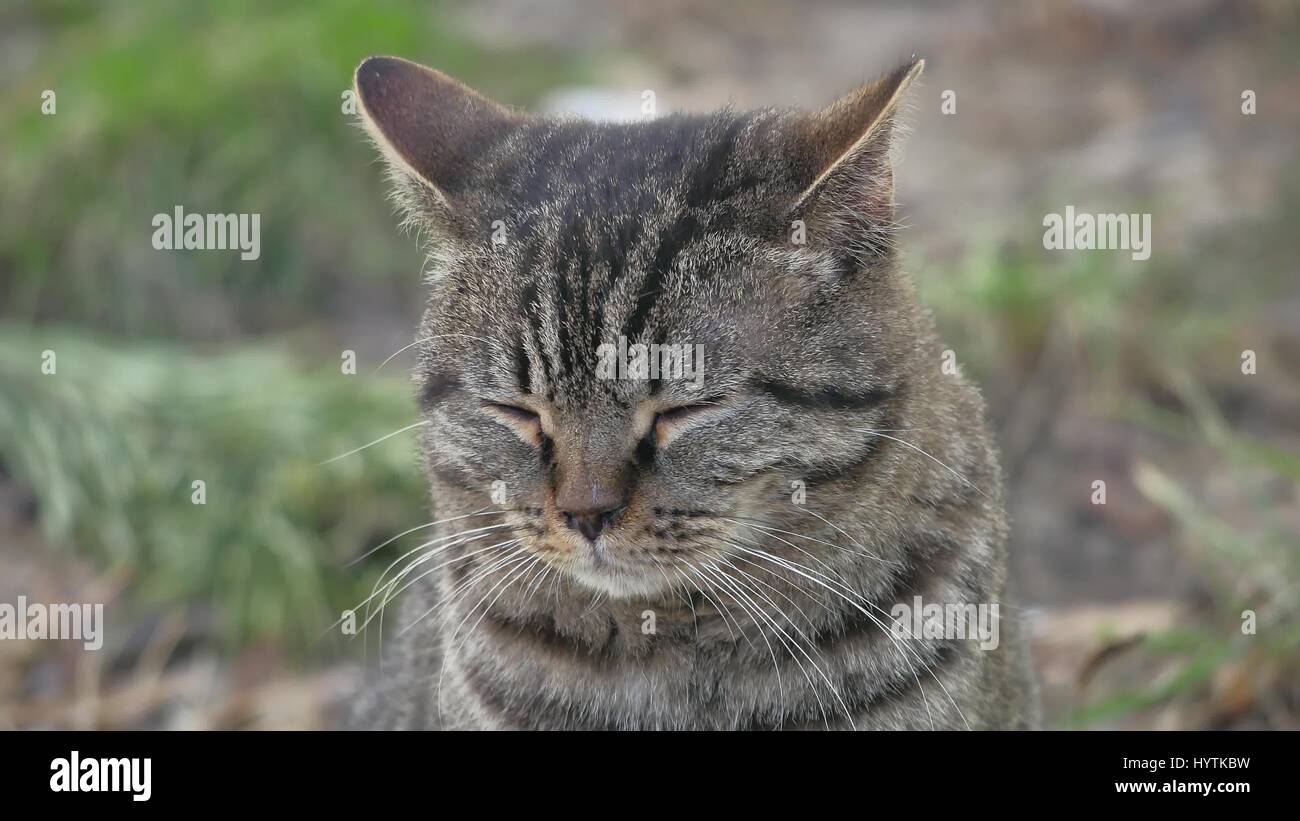 Cat closed his eyes sitting on the nature sad funny Stock Photo - Alamy