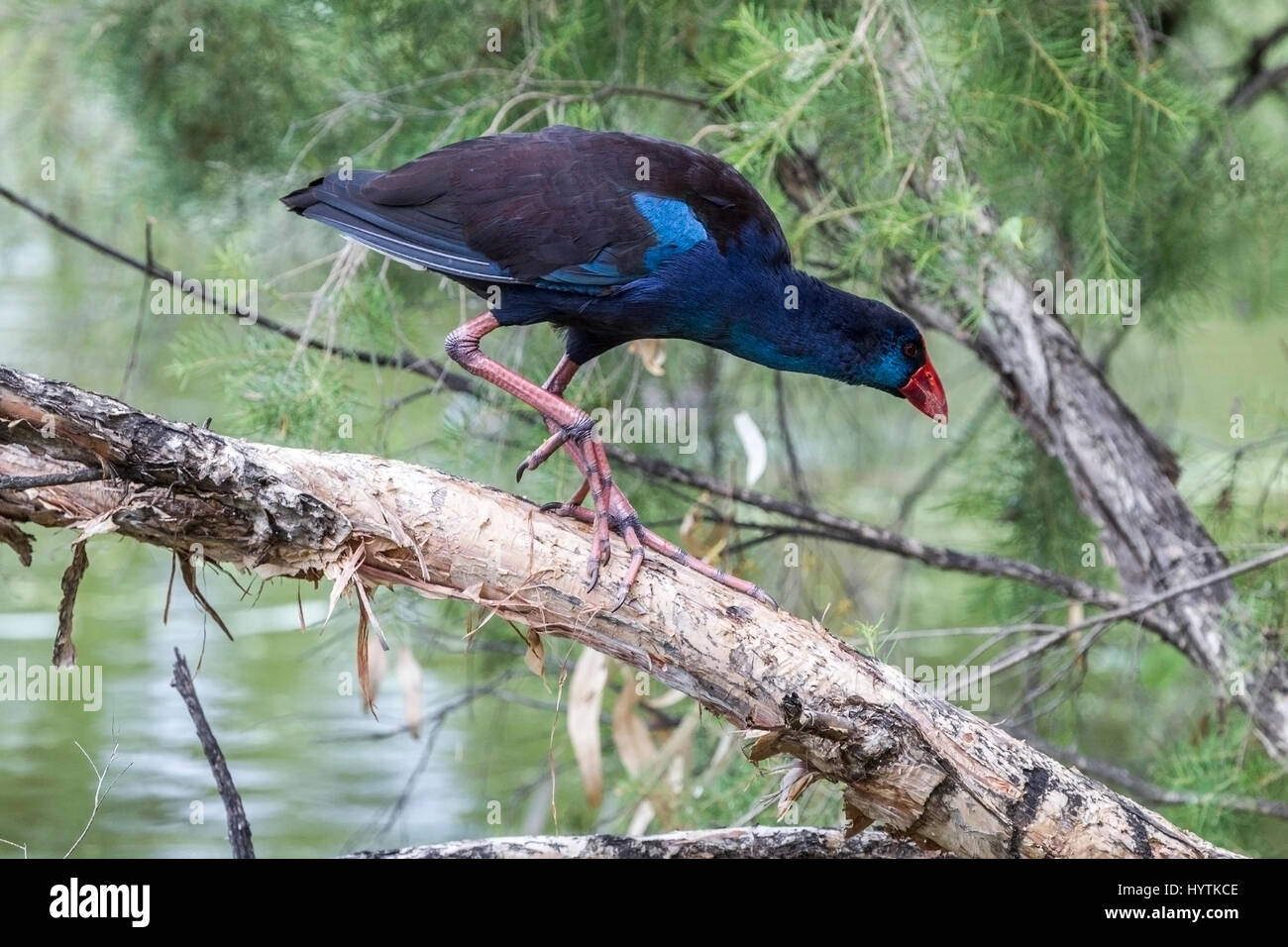 Porphyrio porphyrio western swamphen hi-res stock photography and ...