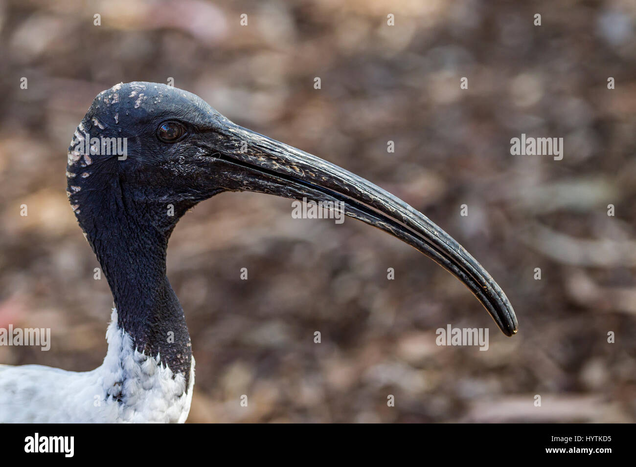 Wild tomato species hi-res stock photography and images - Alamy