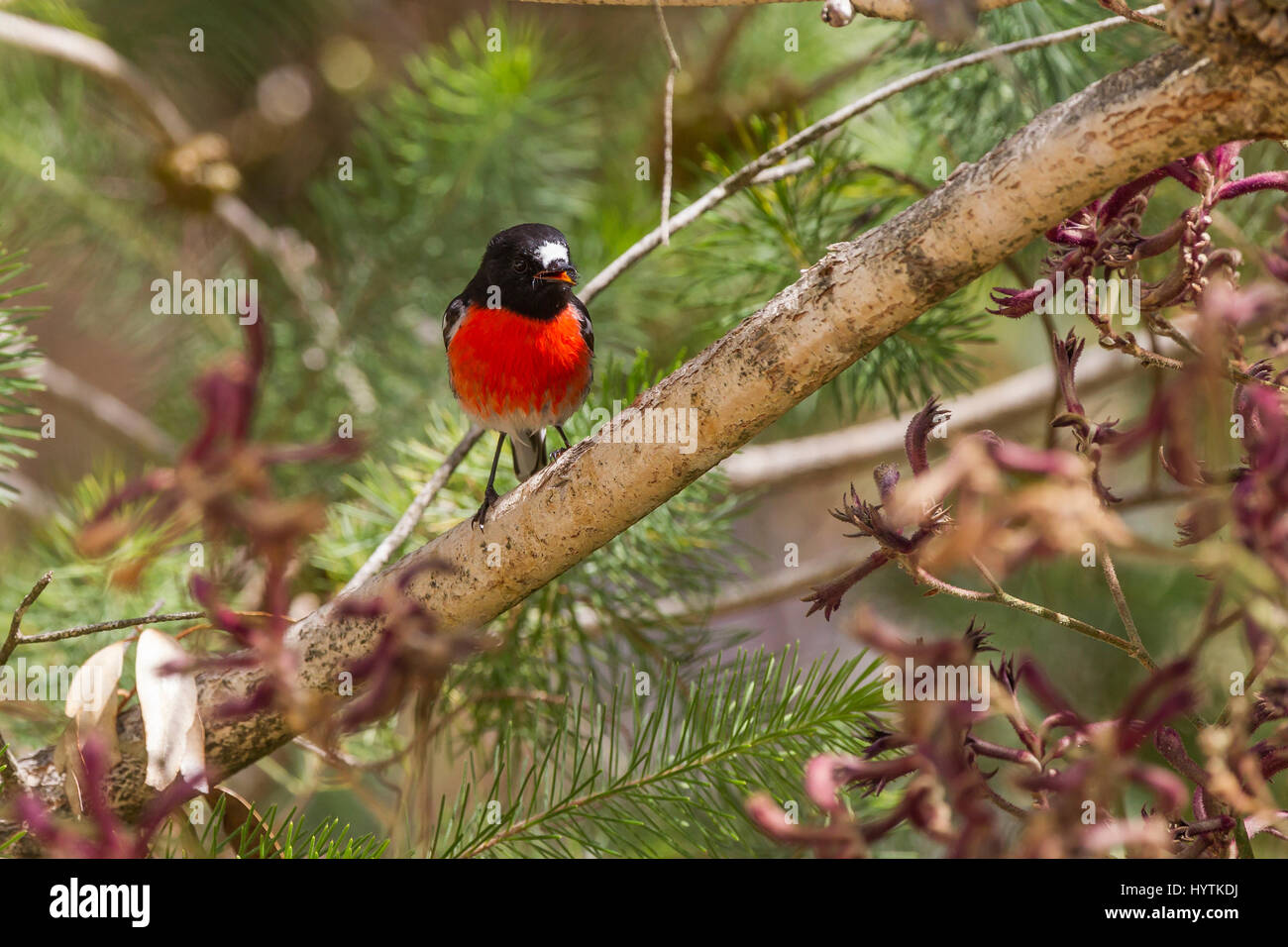Australian robin hi-res stock photography and images - Alamy