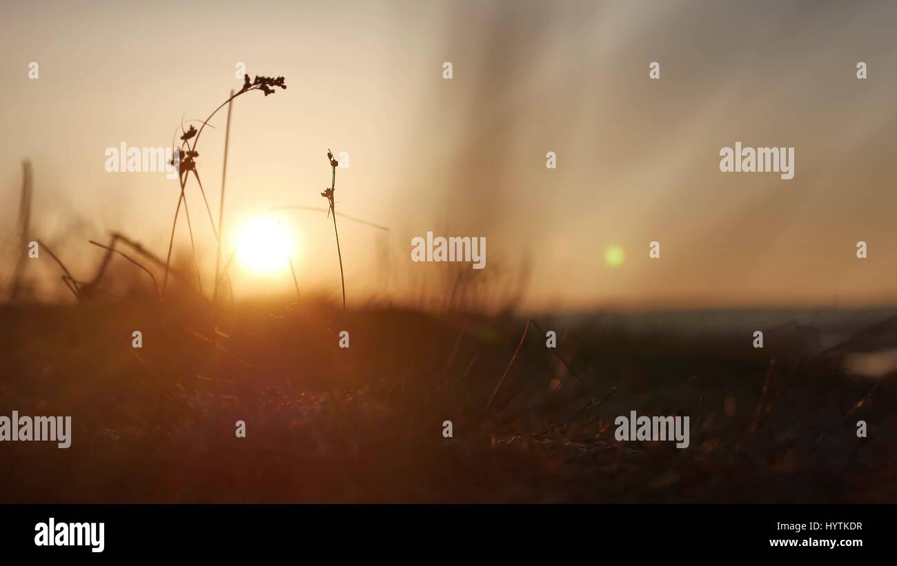 nature sunset. Grass swaying in the wind on a beautiful sunset ...