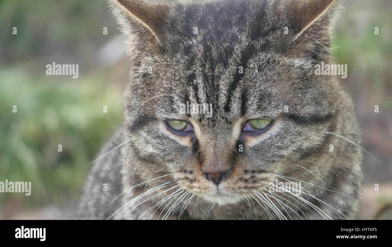 angry sad cat with funny eyes sits the outdoor Stock Photo - Alamy