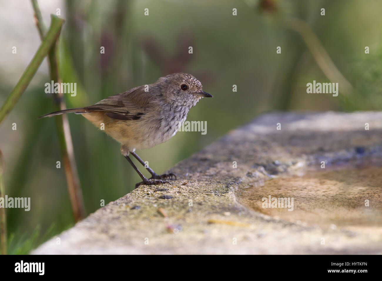 Western acanthiza hi-res stock photography and images - Alamy