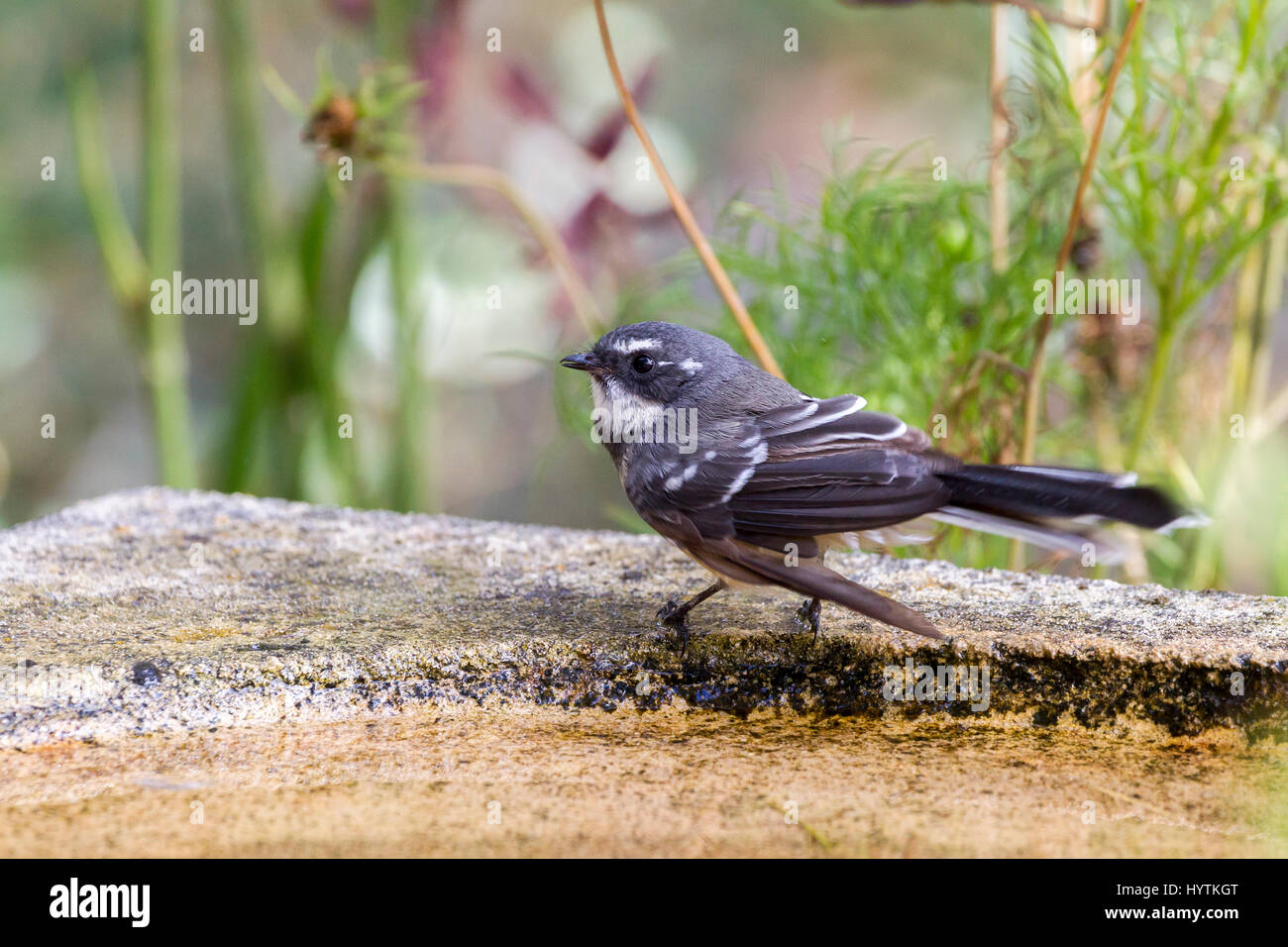 Australian fantail hi-res stock photography and images - Alamy