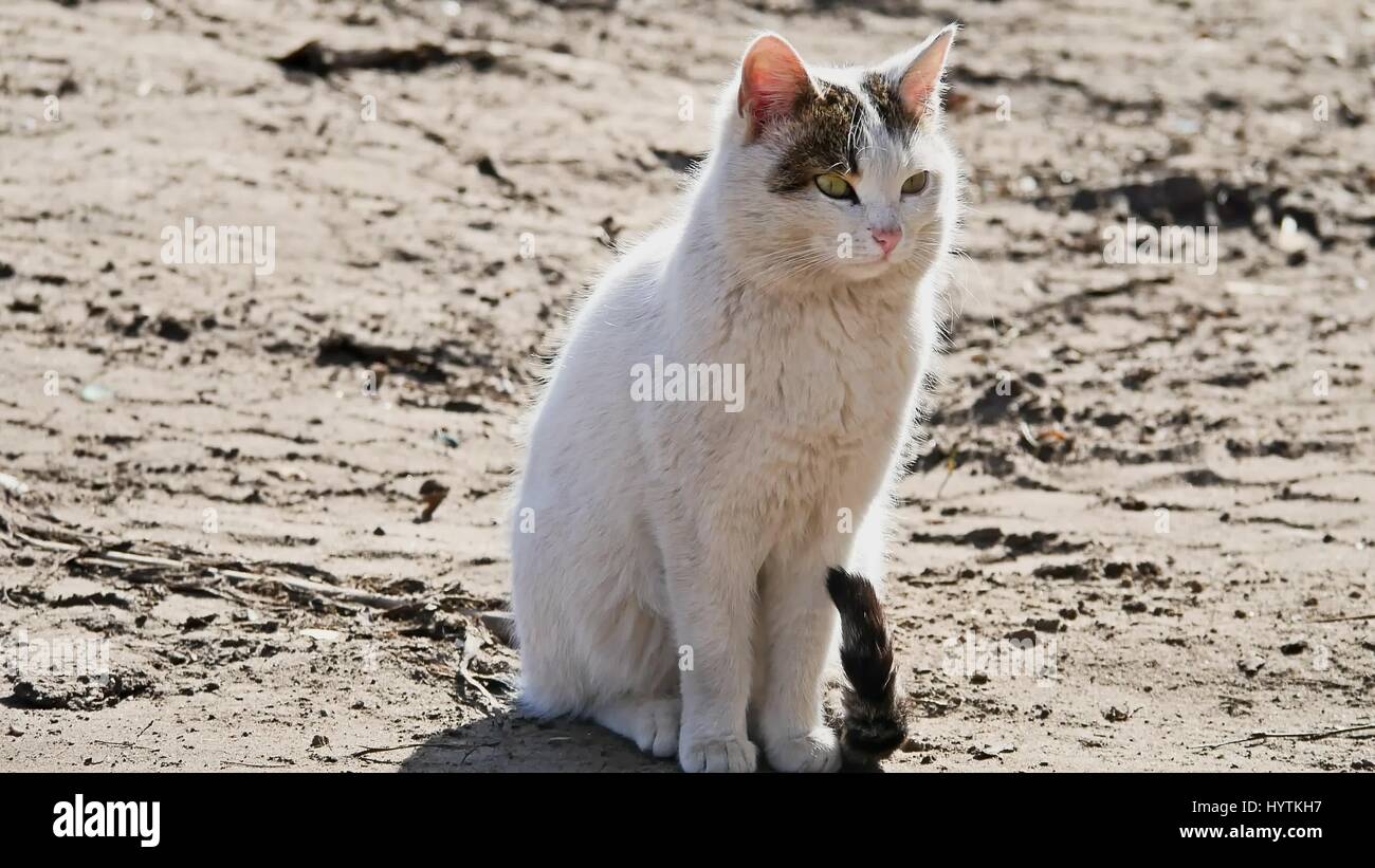 sad homeless white cat looking at the camera Stock Photo - Alamy