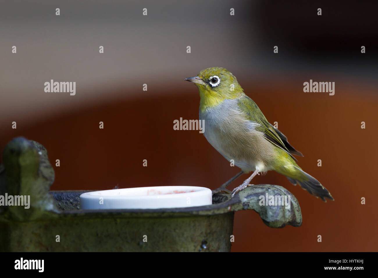 Australian silvereye hi-res stock photography and images - Alamy