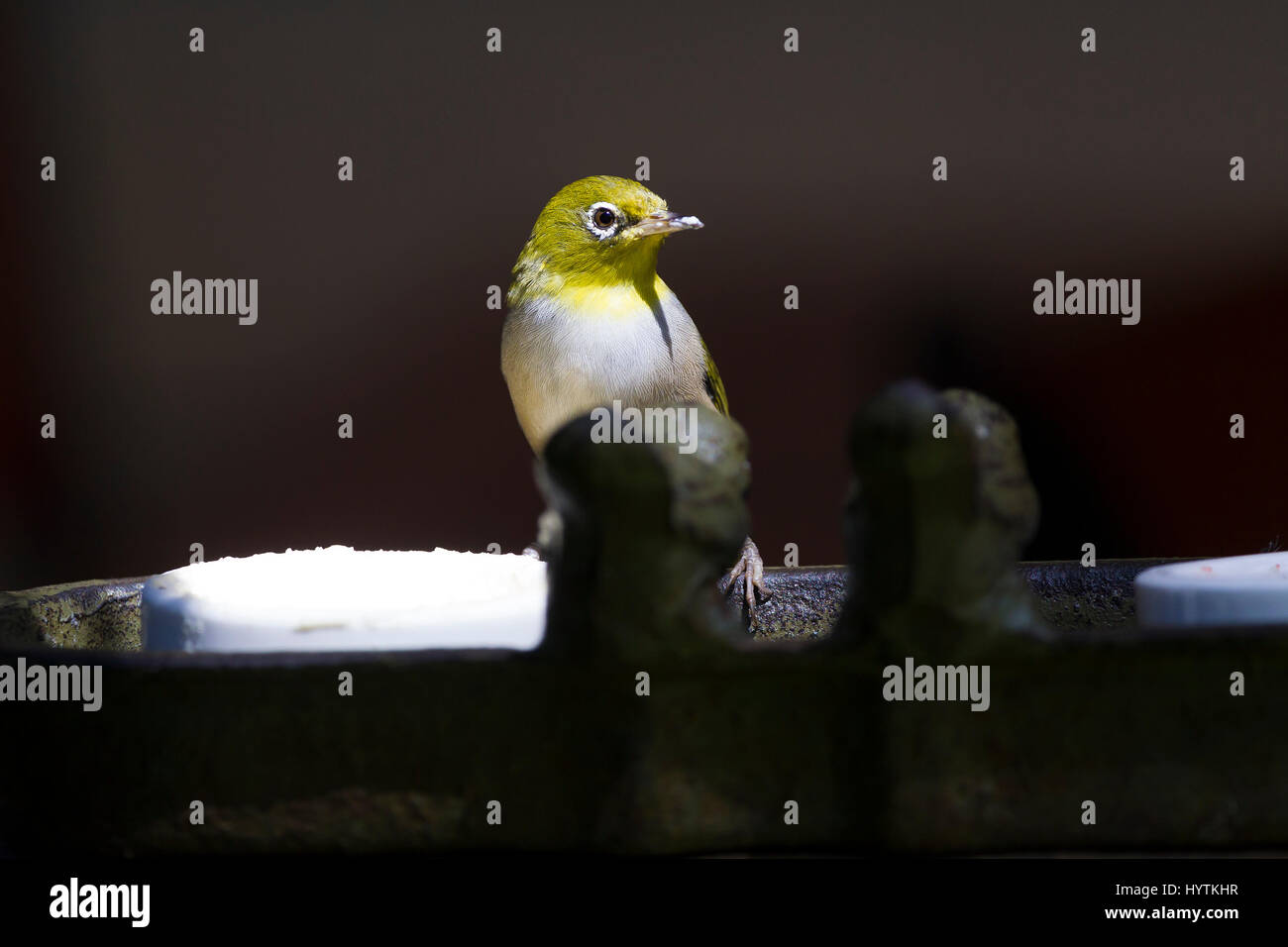 Australian silvereye hi-res stock photography and images - Alamy