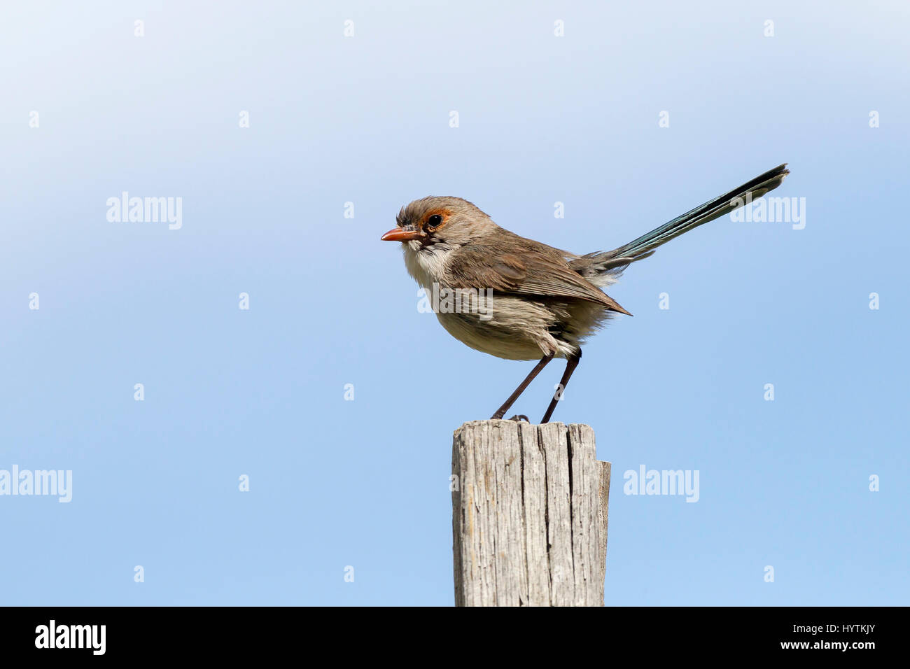 Female, Splendid Fairy Wren. Malurus splendens. Margaret River area ...