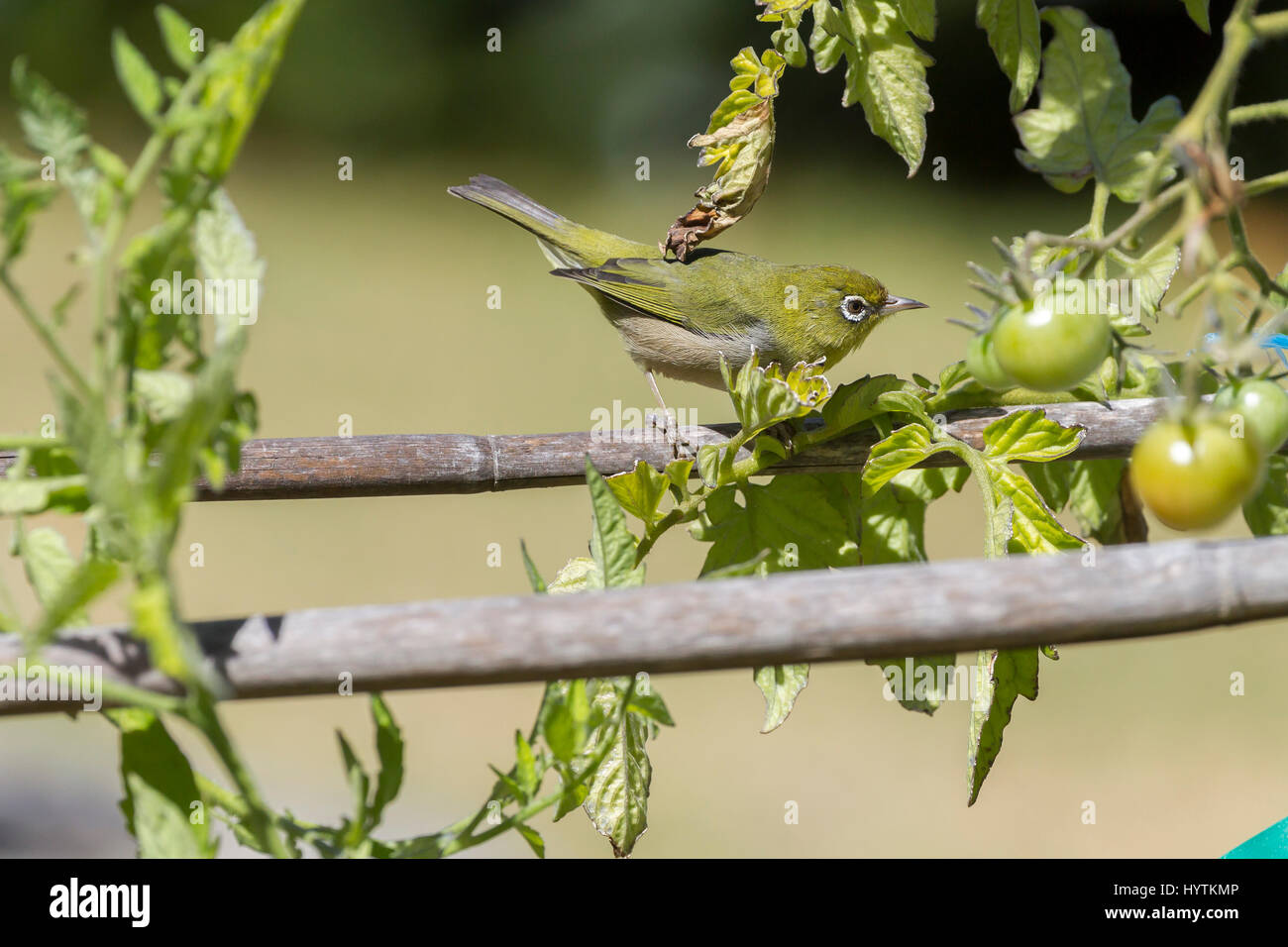 Australian silvereye bird hi-res stock photography and images - Alamy