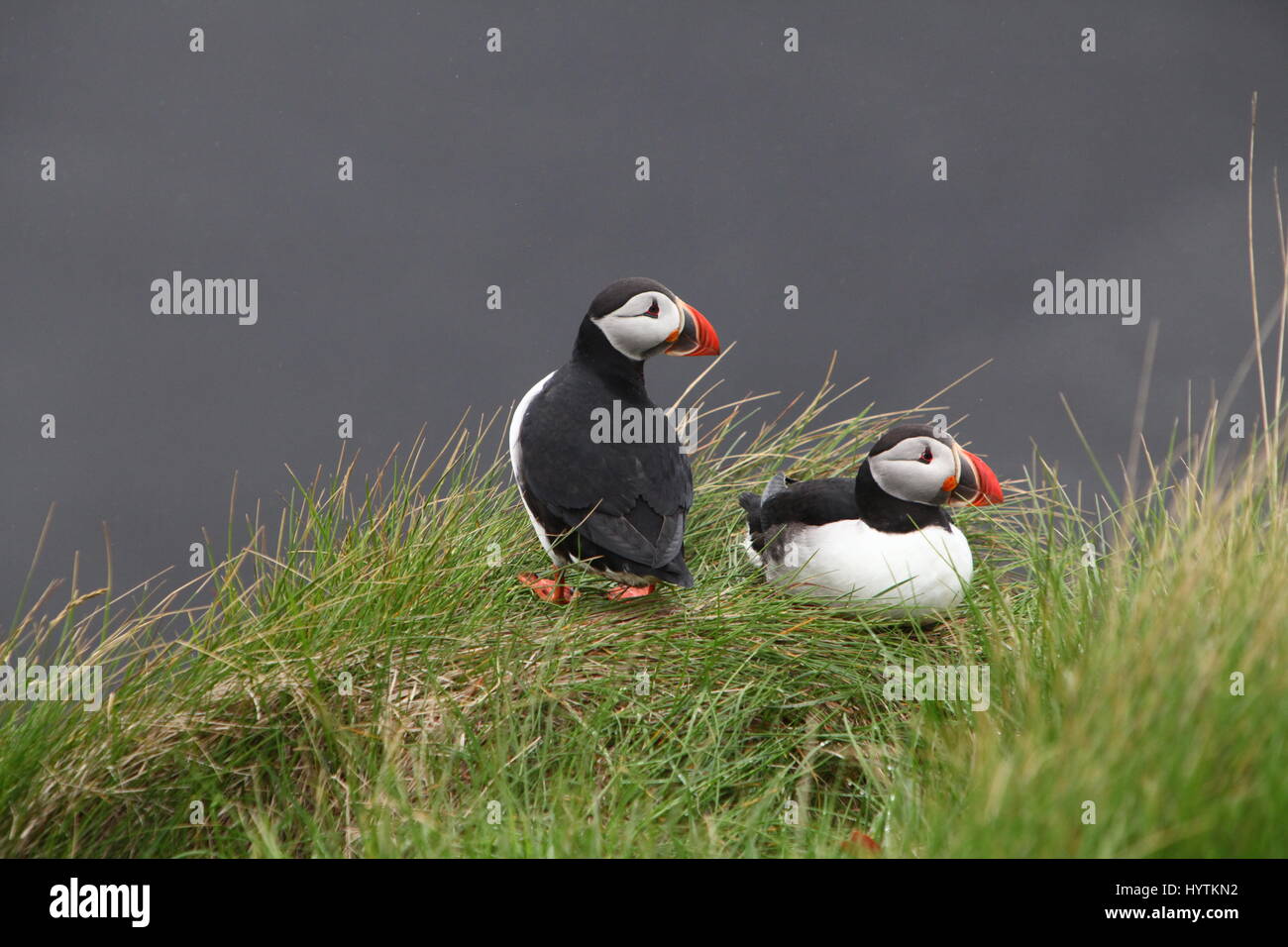 Puffin bird hi-res stock photography and images - Alamy