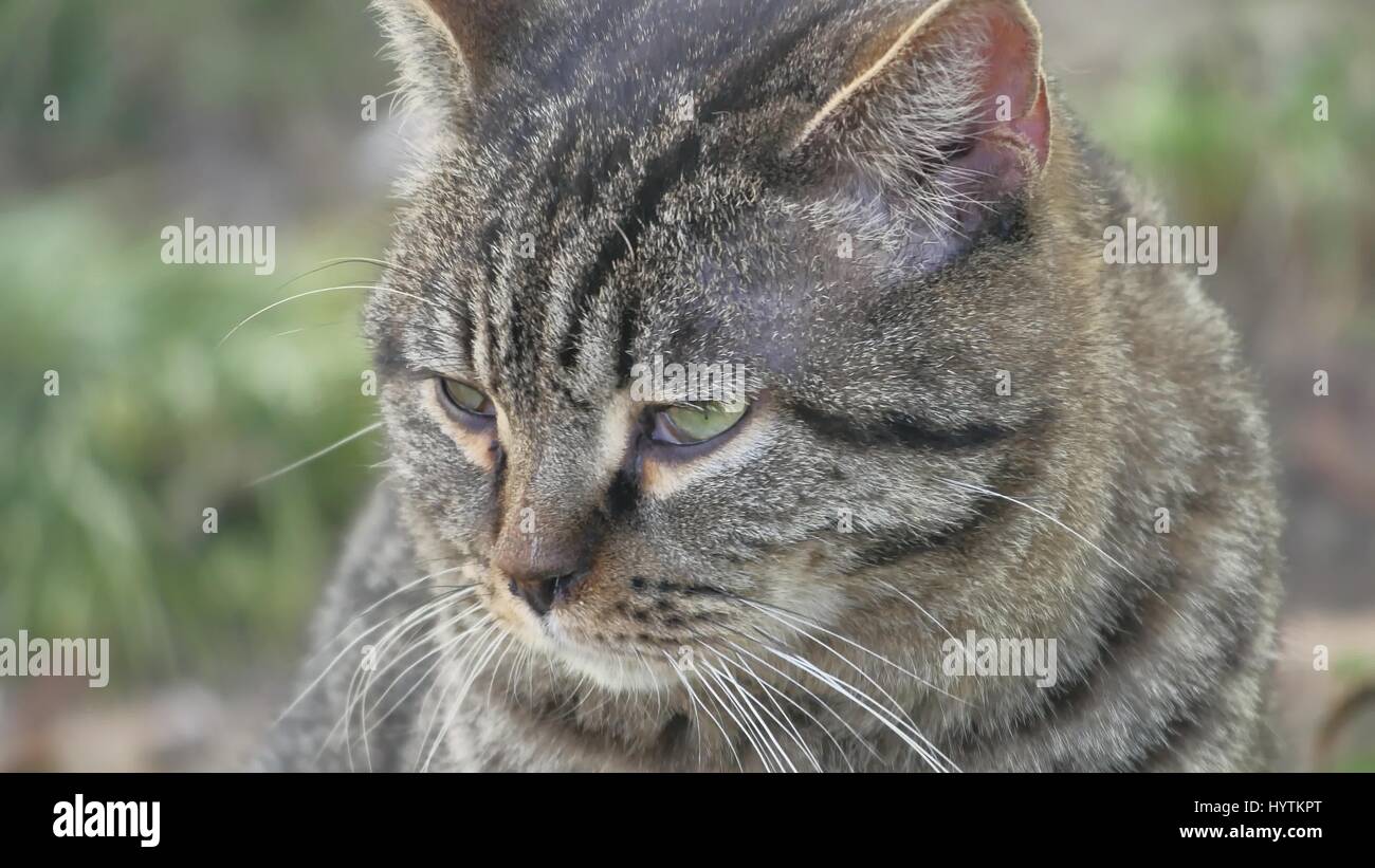 angry sad cat with funny eyes sits the outdoor Stock Photo - Alamy