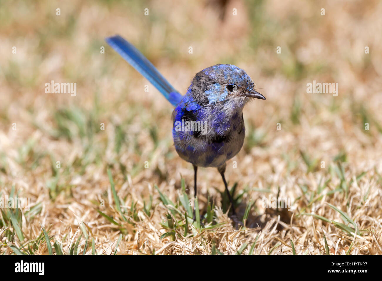 Native australian wren hi-res stock photography and images - Alamy