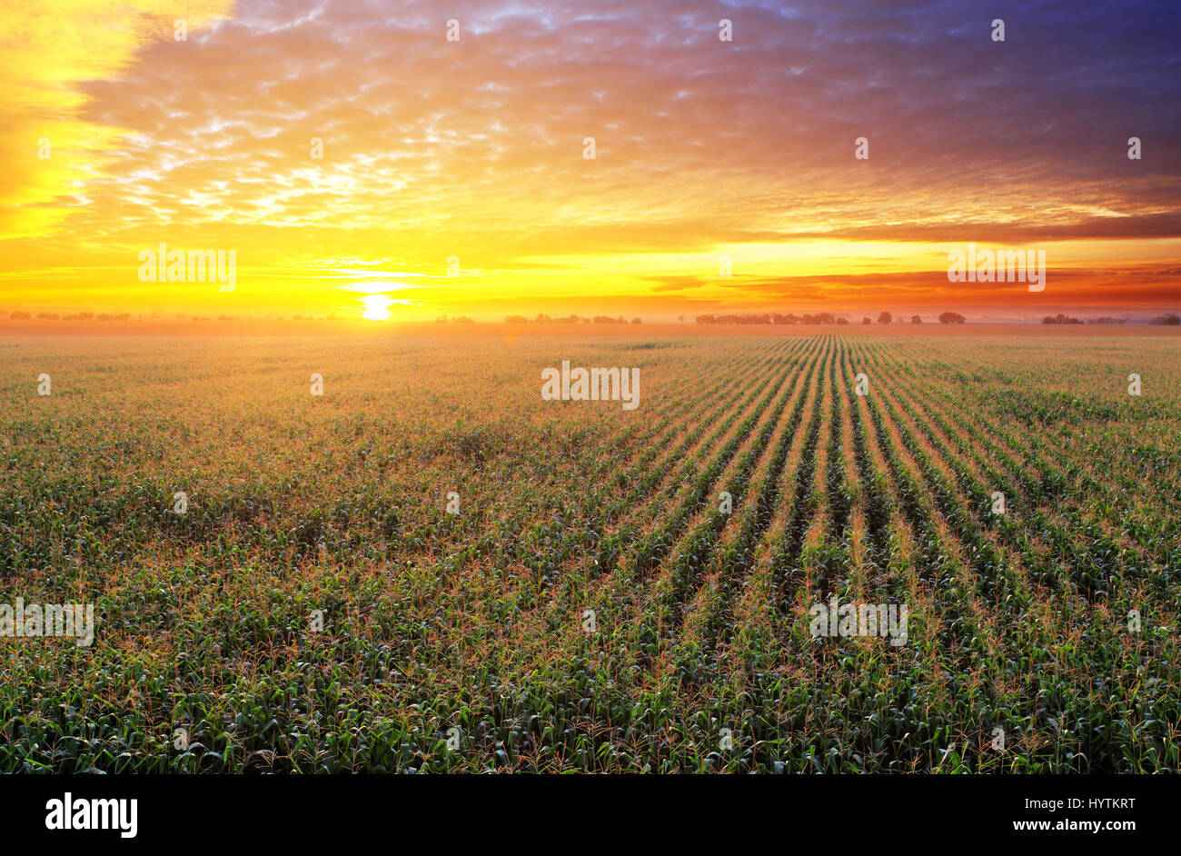 Corn field at sunset Stock Photo - Alamy