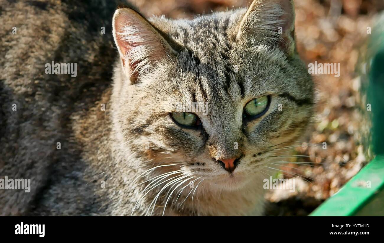 Homeless sad gray cat looking at the camera Stock Photo - Alamy