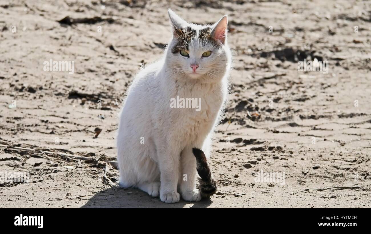 sad homeless white cat looking at the camera Stock Photo - Alamy