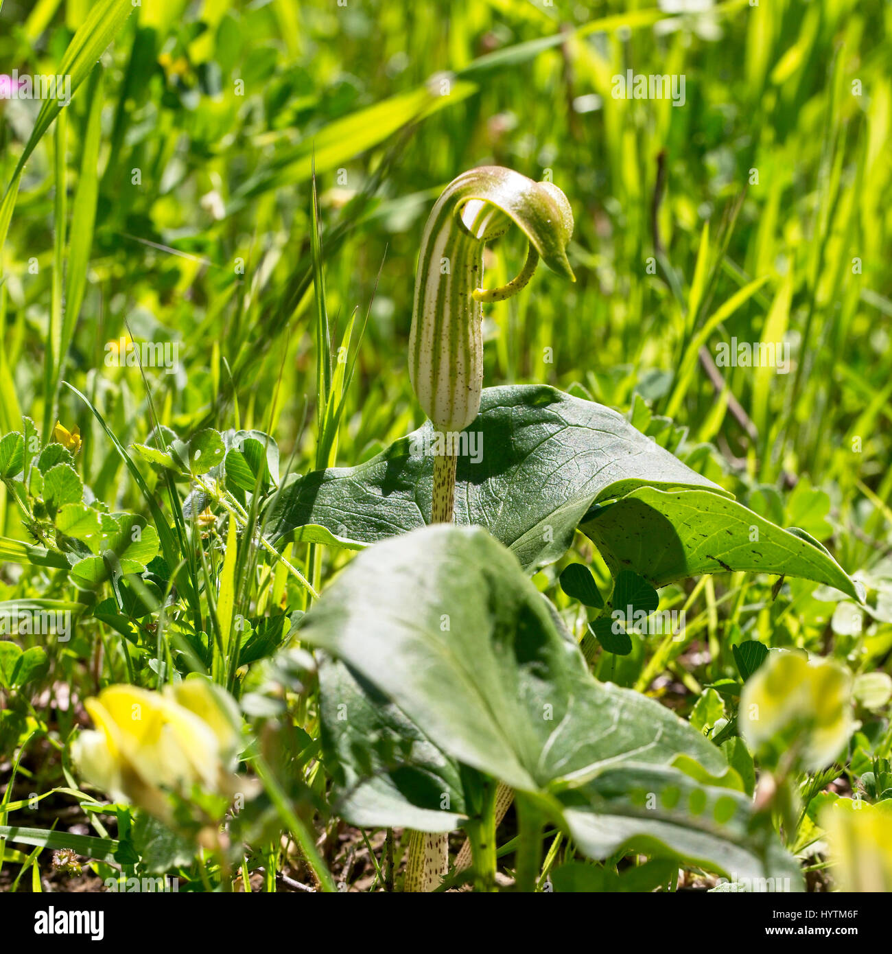 Friars cowl arisarum vulgare hi-res stock photography and images - Alamy