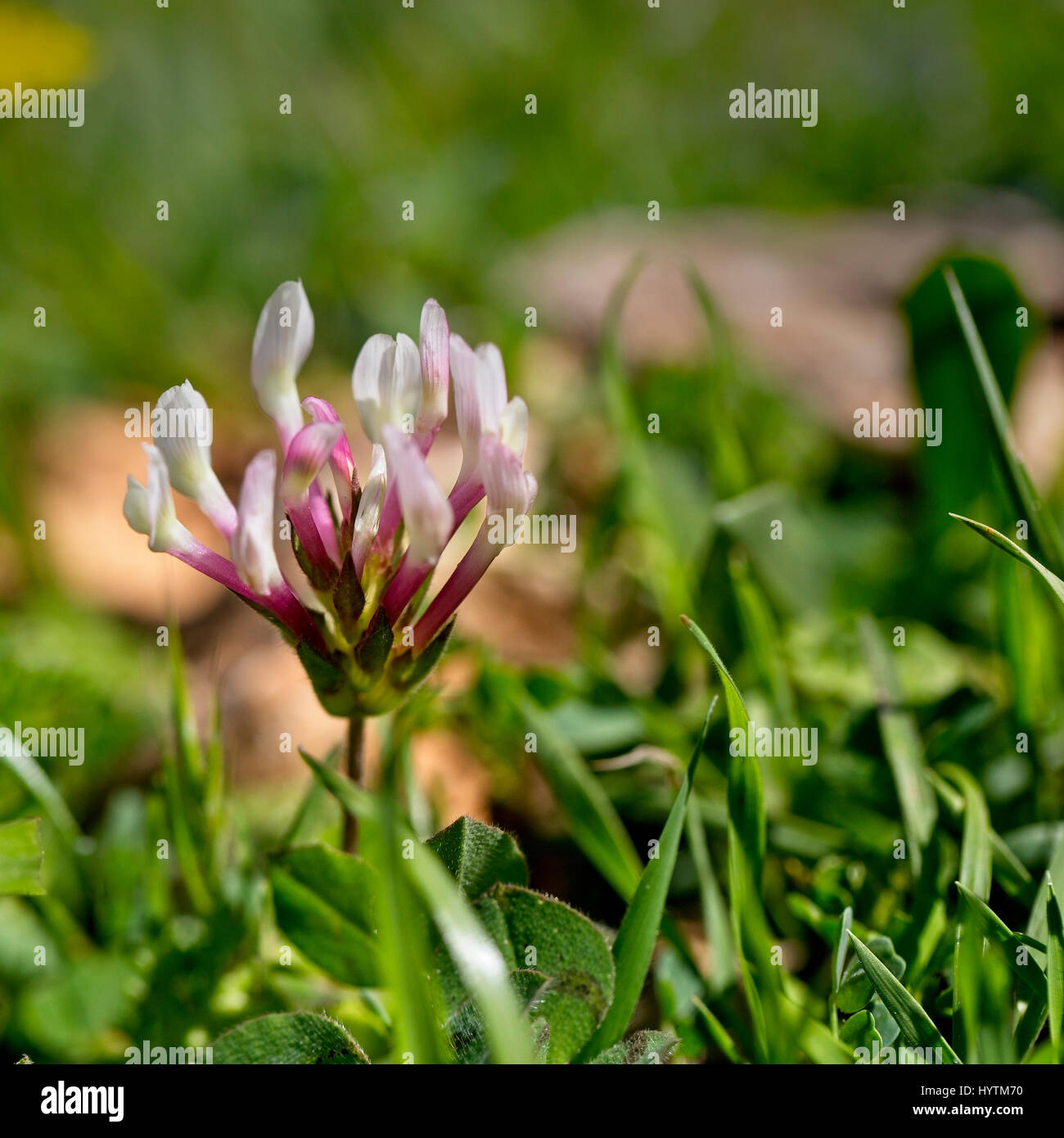 Helmet clover hi-res stock photography and images - Alamy