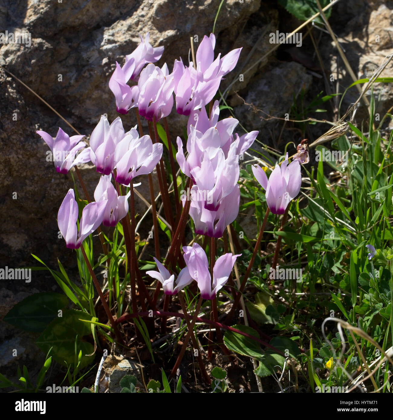 Cyprus Wild Flower High Resolution Stock Photography and Images - Alamy