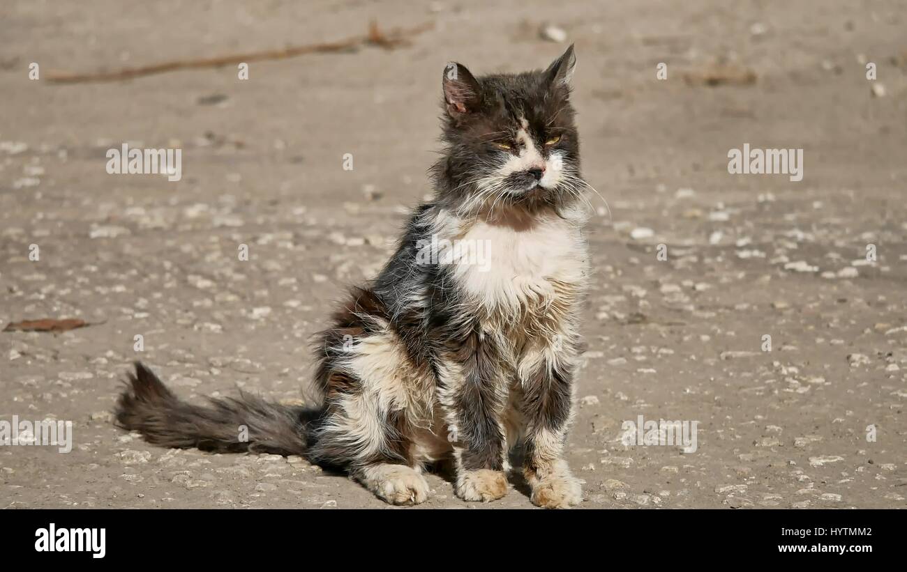 Old sick homeless cat shaggy outdoor pet Stock Photo - Alamy