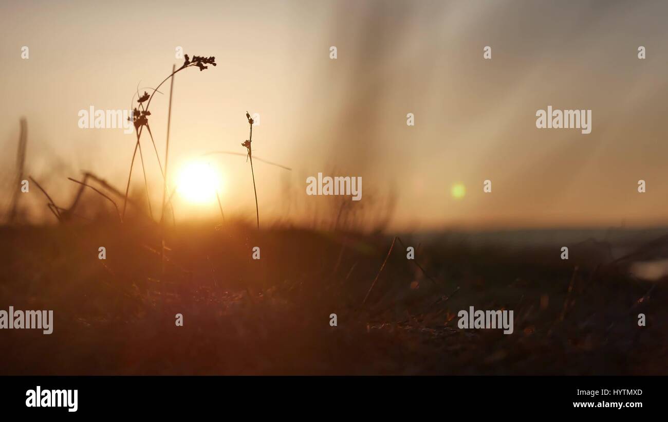 nature sunset. Grass swaying in the wind on a beautiful sunset ...