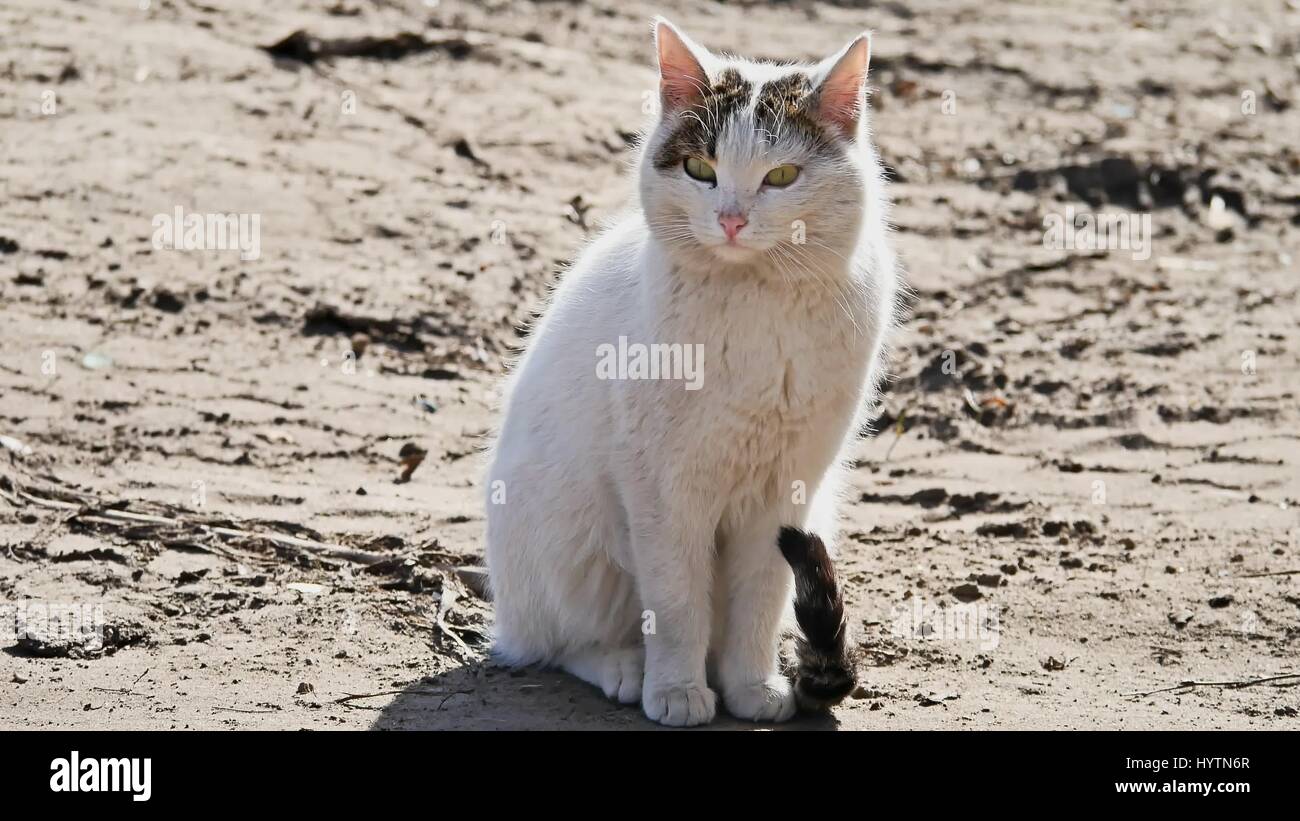 sad homeless white cat looking at the camera Stock Photo - Alamy