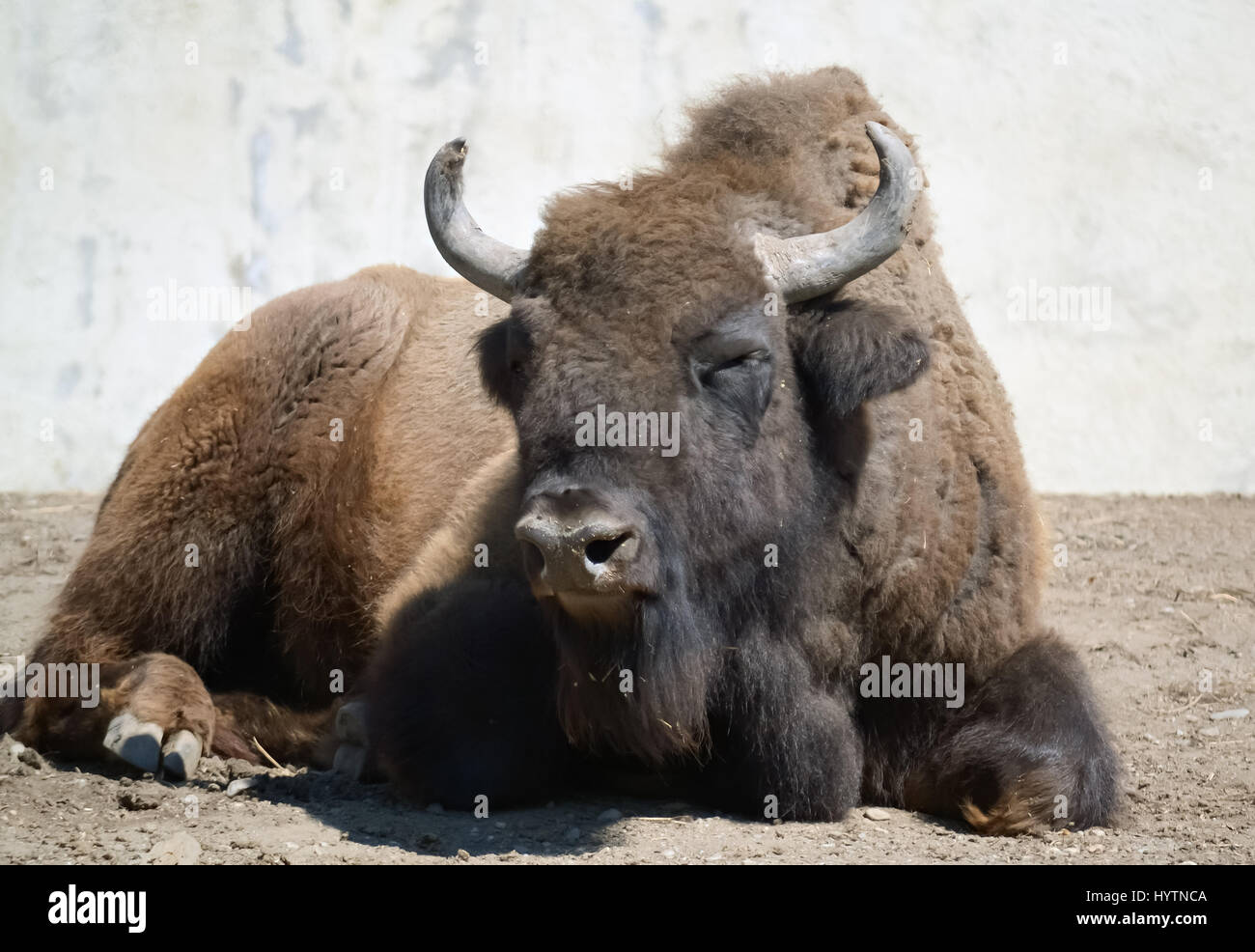 Closeup of a big bison lying down and resting in the zoo Stock Photo ...