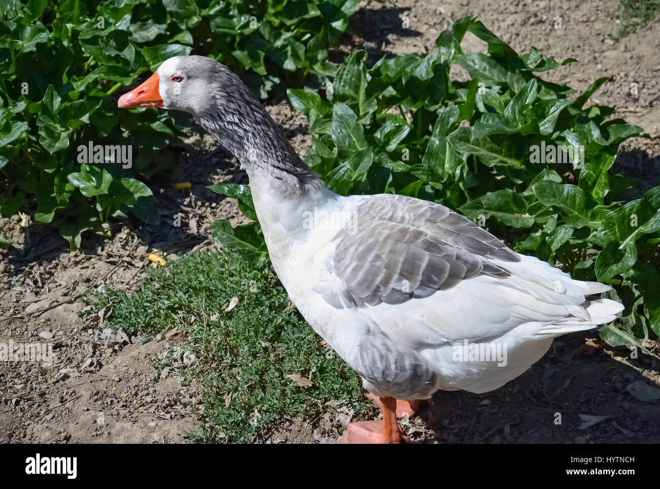 Goose in zoo hi-res stock photography and images - Alamy