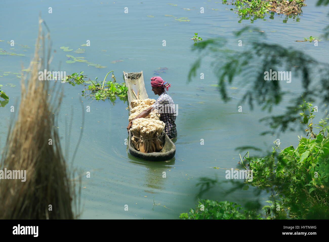 A palm tree boat also called donga carries jute fibres on the marsh in ...