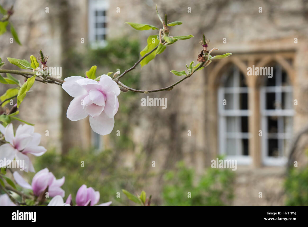Magnolia 'iolanthe' tree in Stock Photo - Alamy