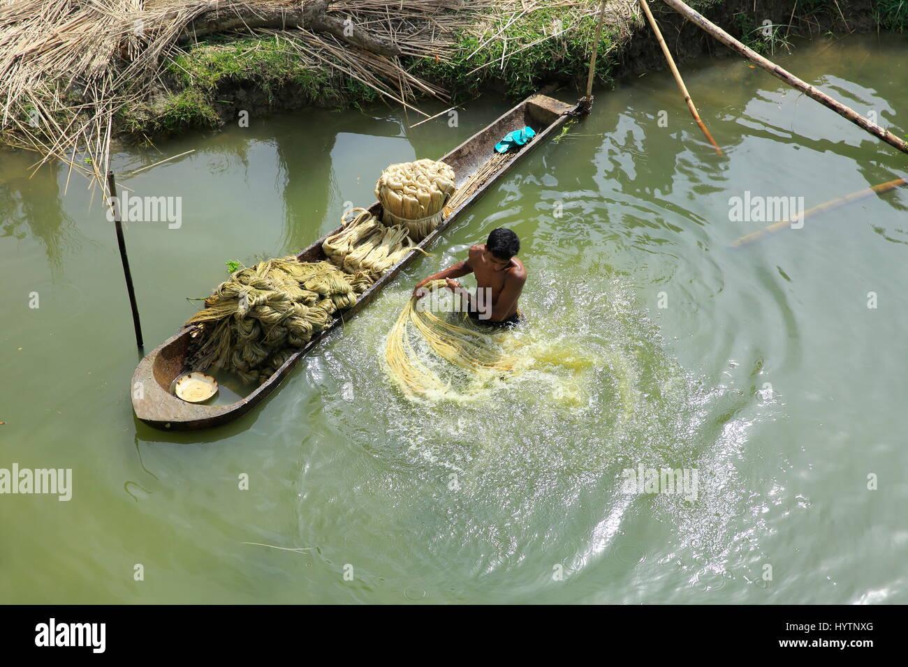 Farmer washing jute fibres in the marsh in Gopalganj, Bangladesh Stock ...