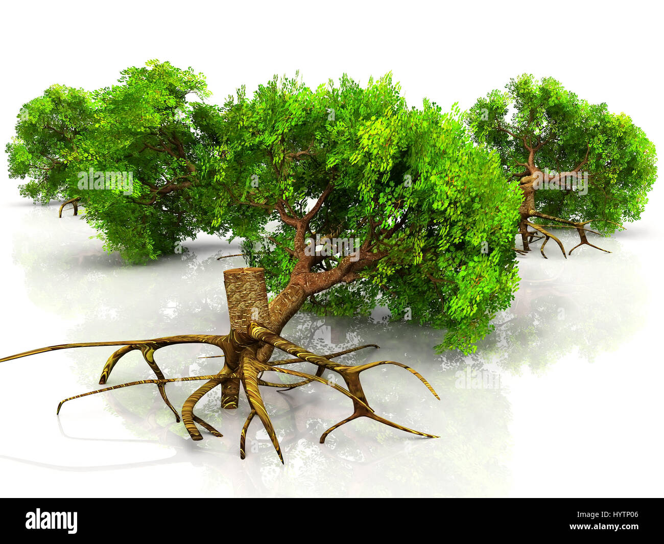 cut many green trees on white background Stock Photo - Alamy