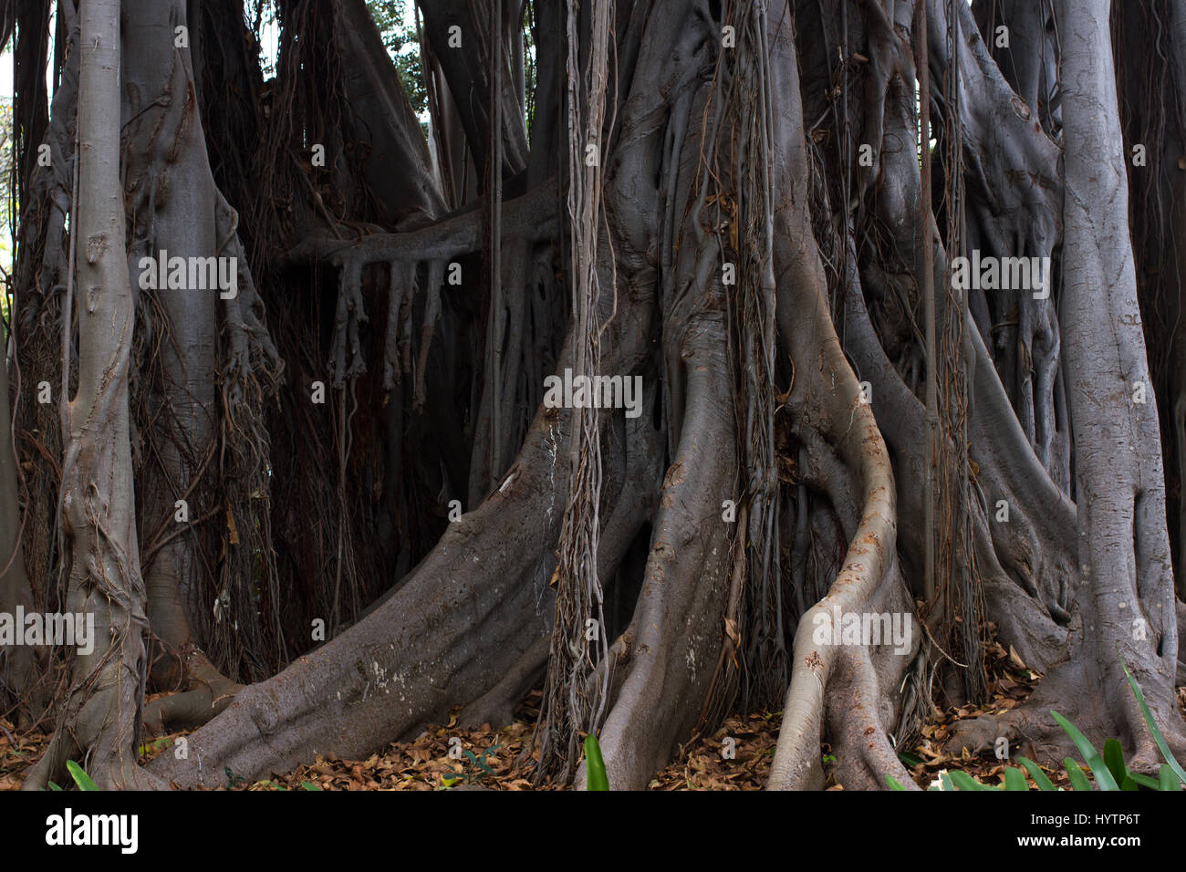 Ficus macrophylla big tree. Aerial roots, with column support ...