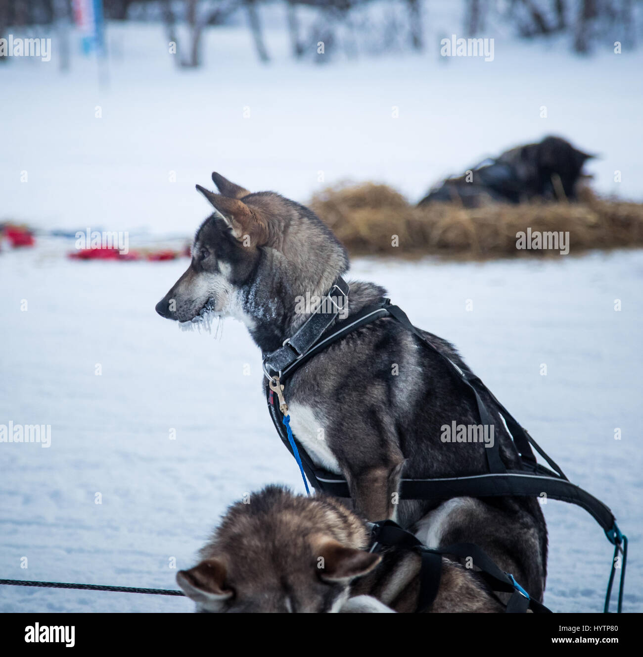 Siberian husky race team hi-res stock photography and images - Alamy