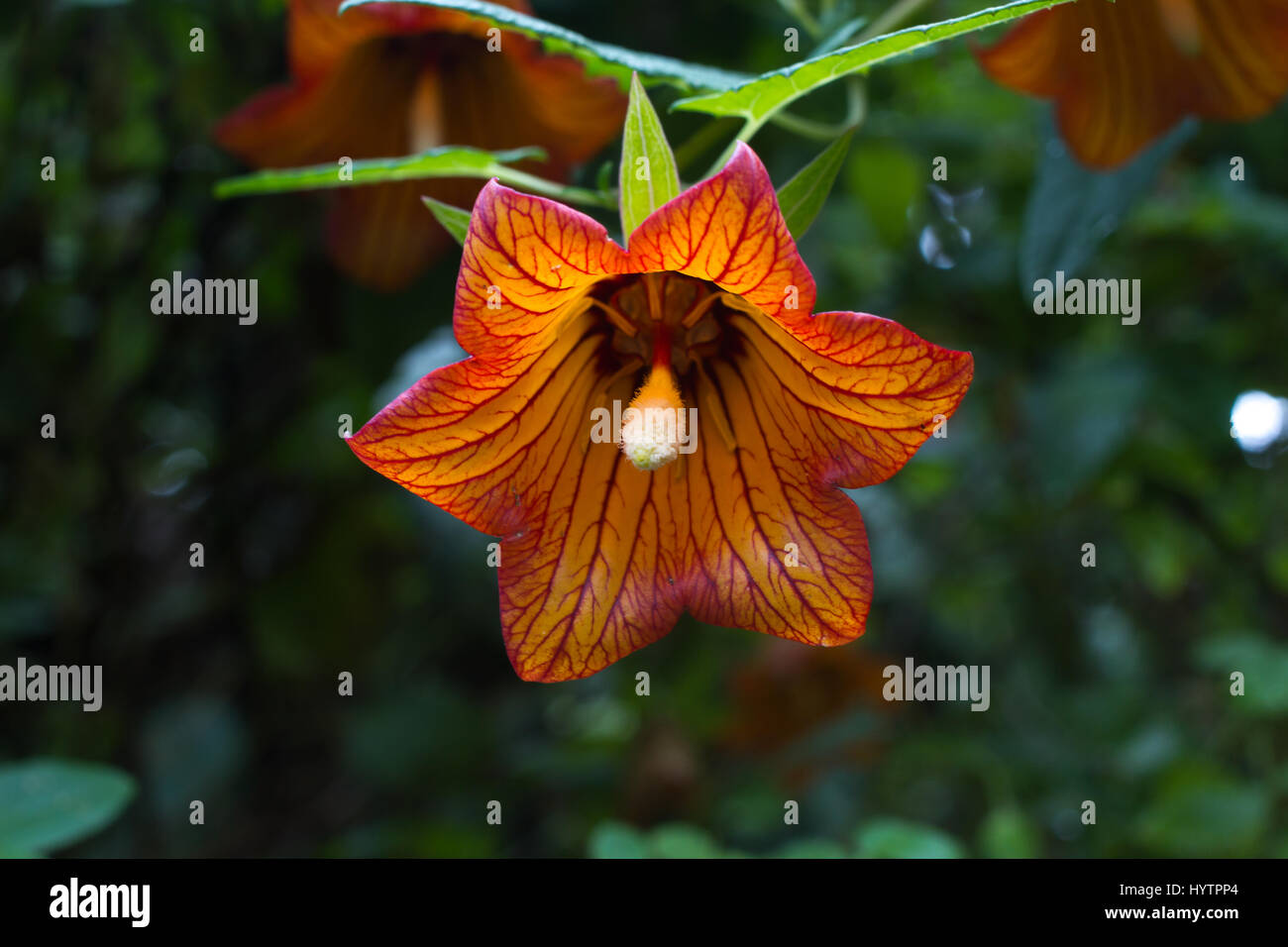Canarina canariensis orange bell flower. Shadow tolerant plant ...
