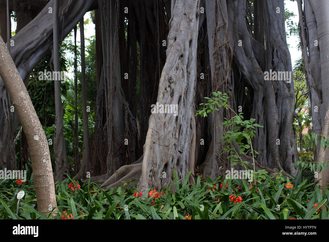 Philodendron tree roots hi-res stock photography and images - Alamy