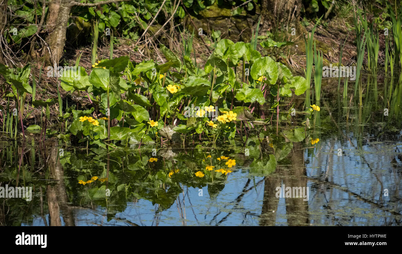 Marsh Marigold (Caltha palustris) Flowering in Springtime Stock Photo ...