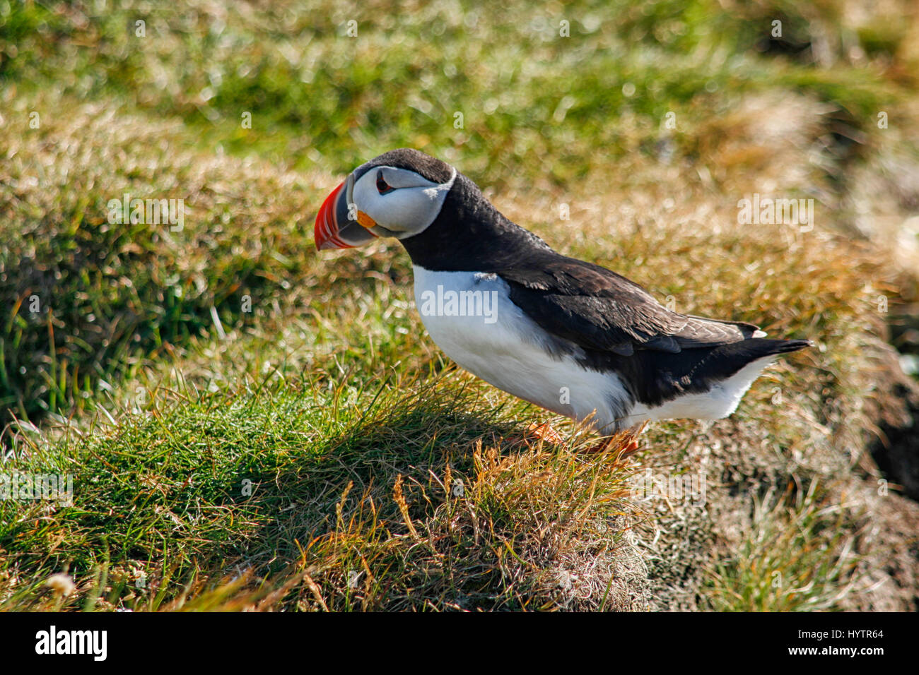 Puffin in Iceland Stock Photo - Alamy