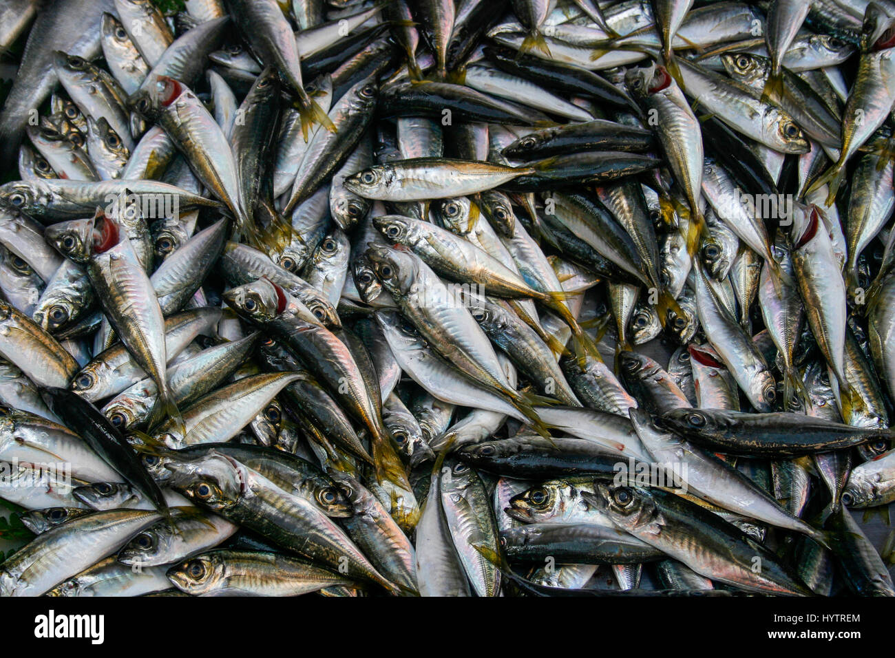 Background of sardines Stock Photo - Alamy