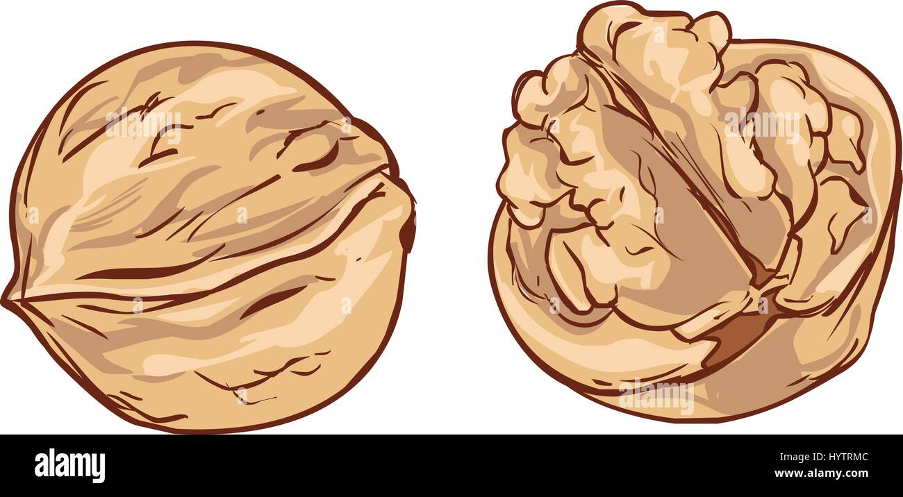 Walnut Cartoon