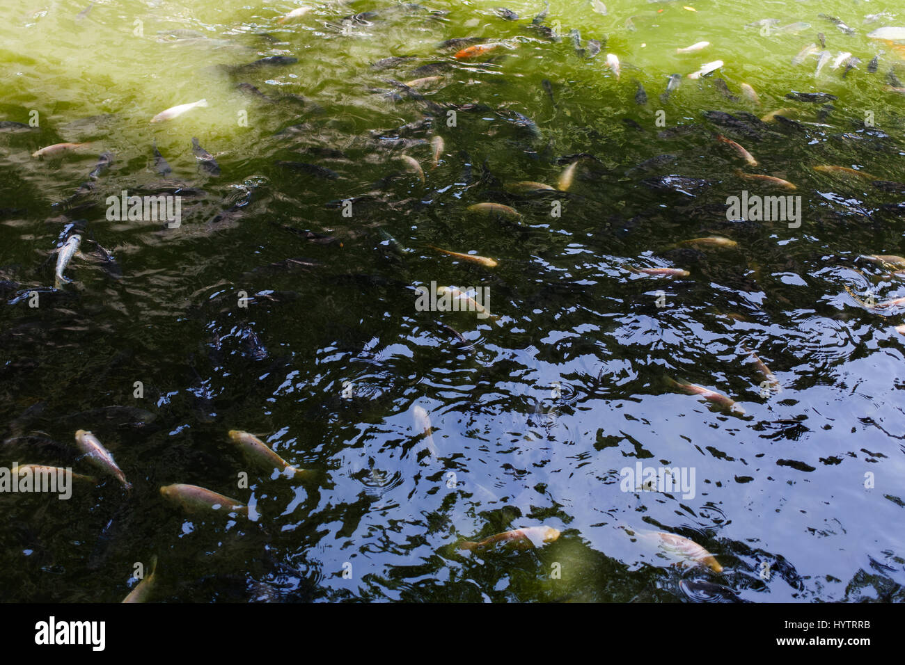 Photo of artificial pond with floating fish Stock Photo - Alamy