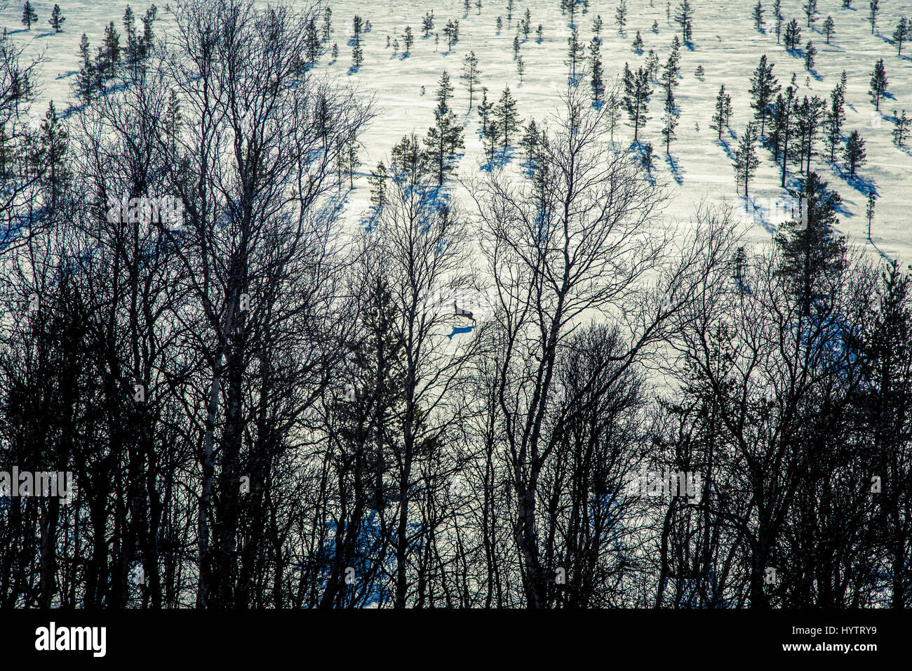 A beautiful white landscape of a frozen swamp with some trees and ...