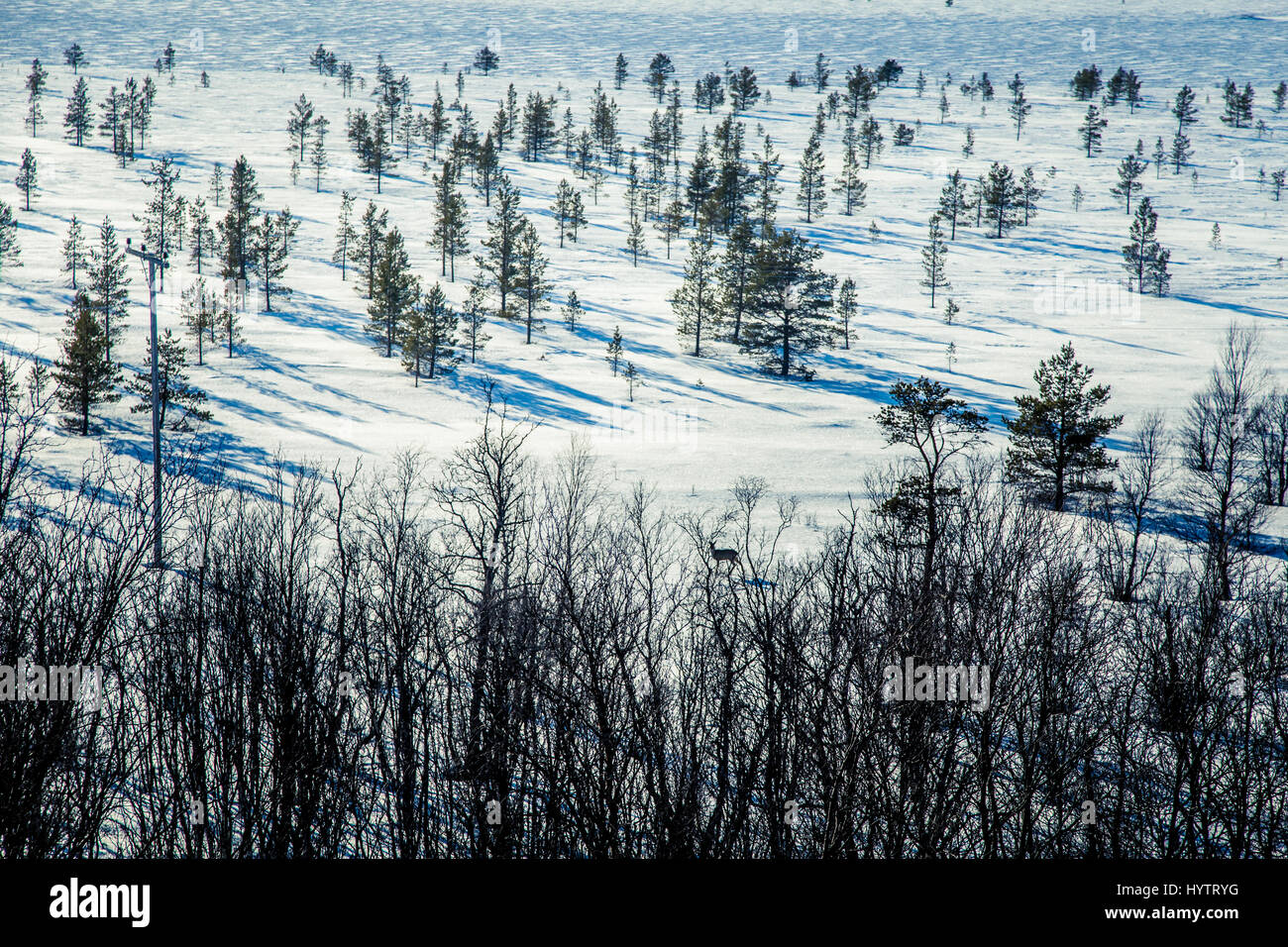 A beautiful white landscape of a frozen swamp with some trees and ...
