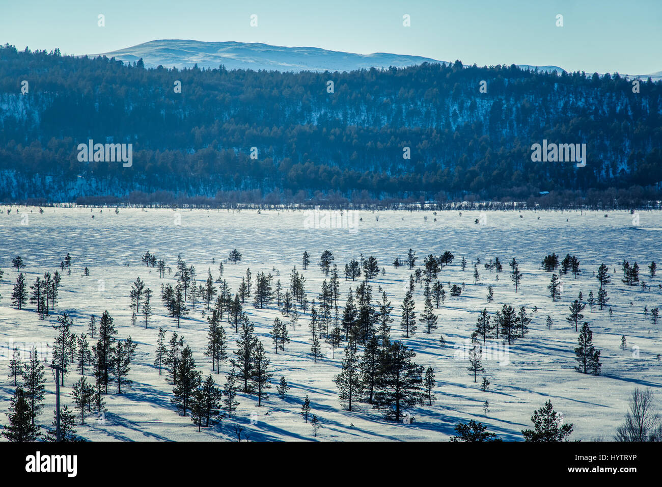 A beautiful white landscape of a frozen swamp with some trees and ...